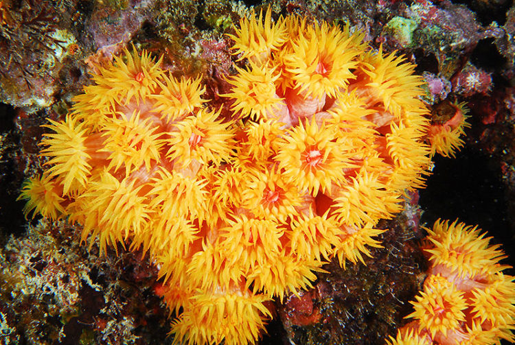 IEAPM – Ampliando o conhecimento através das Ciências do Mar – Defesa ...